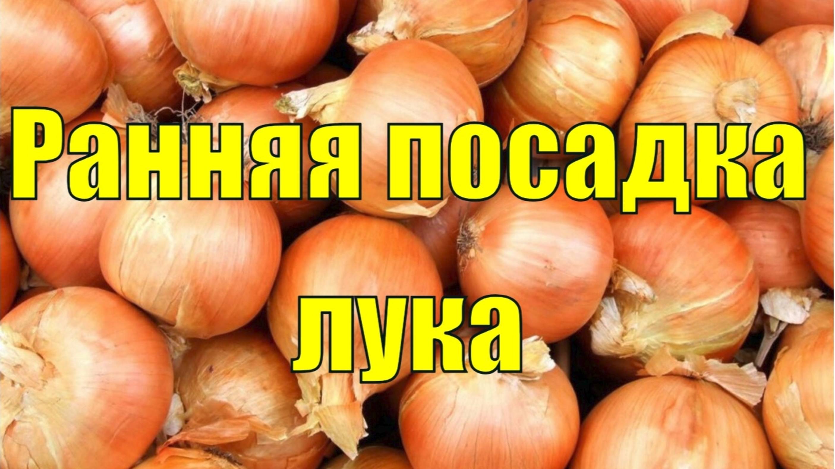 Ранняя посадка лука