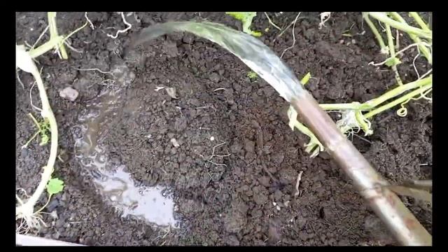 Продлеваем жизнь огурцам