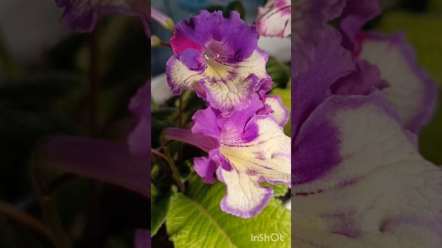 глоксинии и стрептокарпусы цветут 🤗