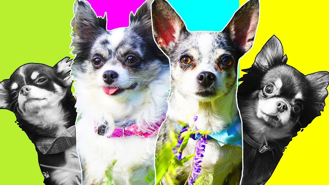 Юми раскрыла тайну! Куда исчезли Миша и Юми? 🔍⏳