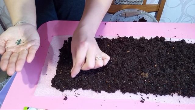 Пора сеять лук чернушку на рассаду. 3 марта 2024