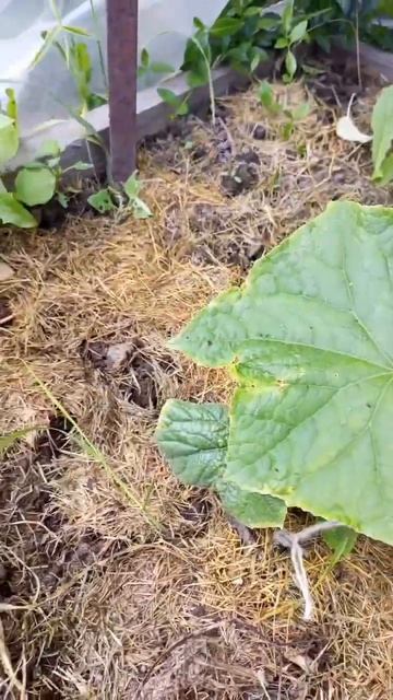 Как я подвязываю огурцы.