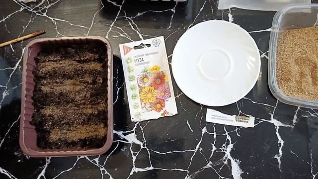 🌱🌺 Посев гацании: свои и магазинные семена. Кто победит? 16.02.2025