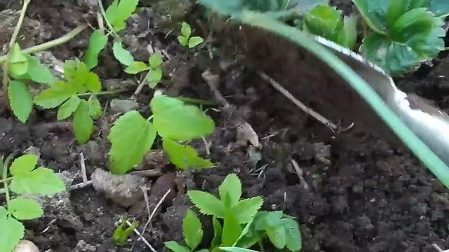 Весенняя обработка клубники.