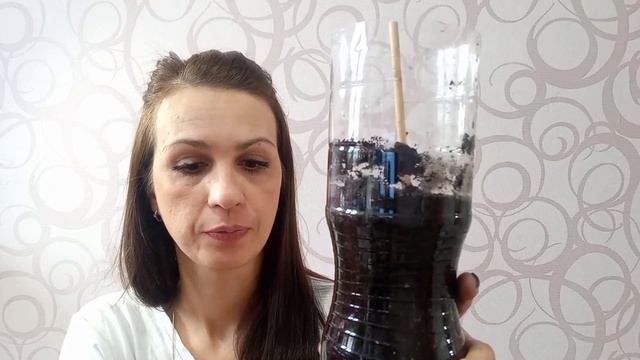 Как посадить лилию луковицей с росточком