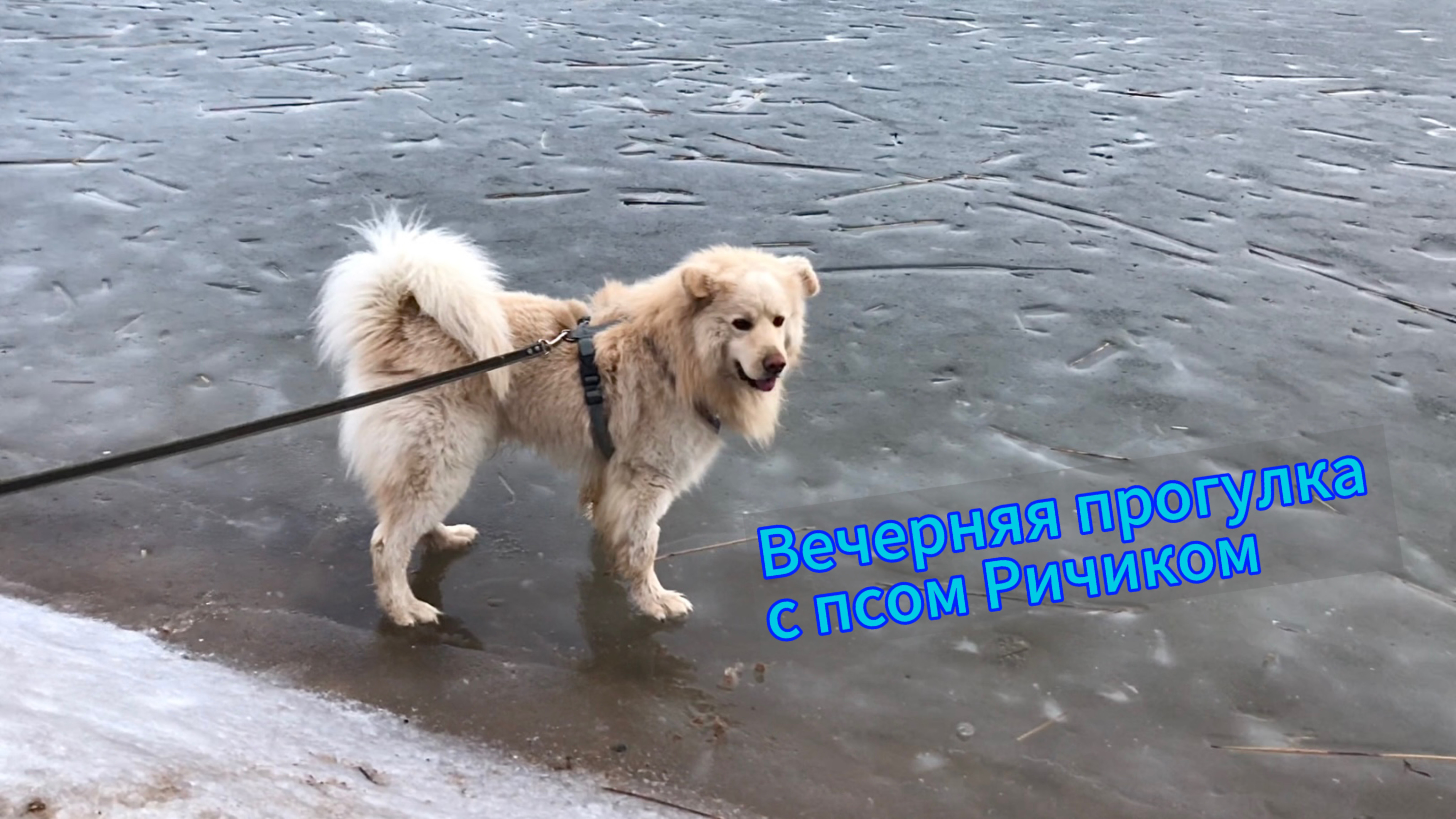 Вечерняя прогулка с псом Ричиком