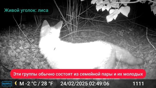 когда лисы группой держатся живой уголок лиса