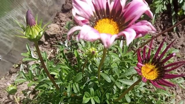 Гацания распустилась 🌼 8 июля 2024