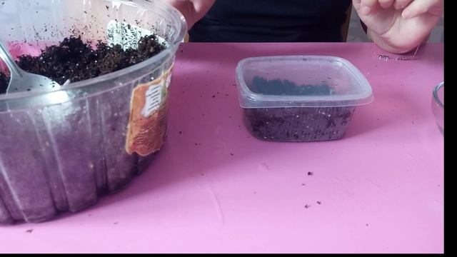 Петуния: посев 2 видов семян - гранулированные и россыпью. Первые всходы