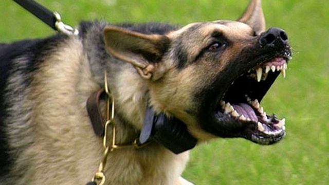 Звук Лая Злой Собаки. Собака Лает