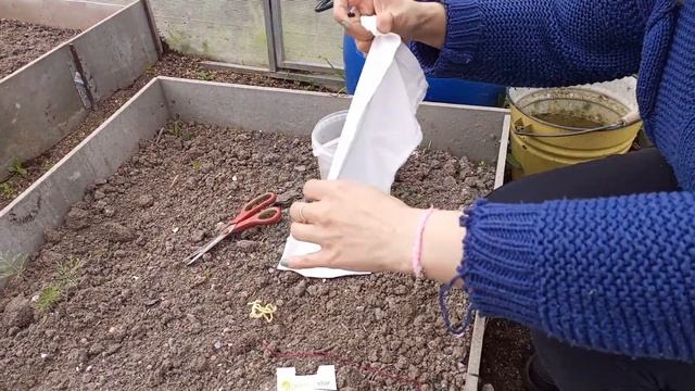 1этап. Морковь. Подготавливаем семена к посеву