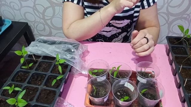 Мои секреты перевалки перца. 24.03.2024