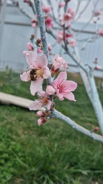 У нас цветёт ПЕРСИК 🍑