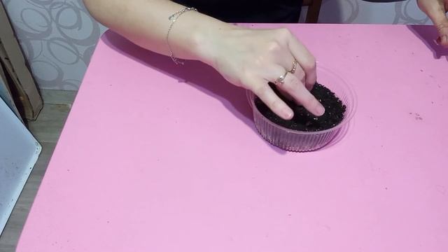 Шок! Остеоспермум взошел за 1 день!