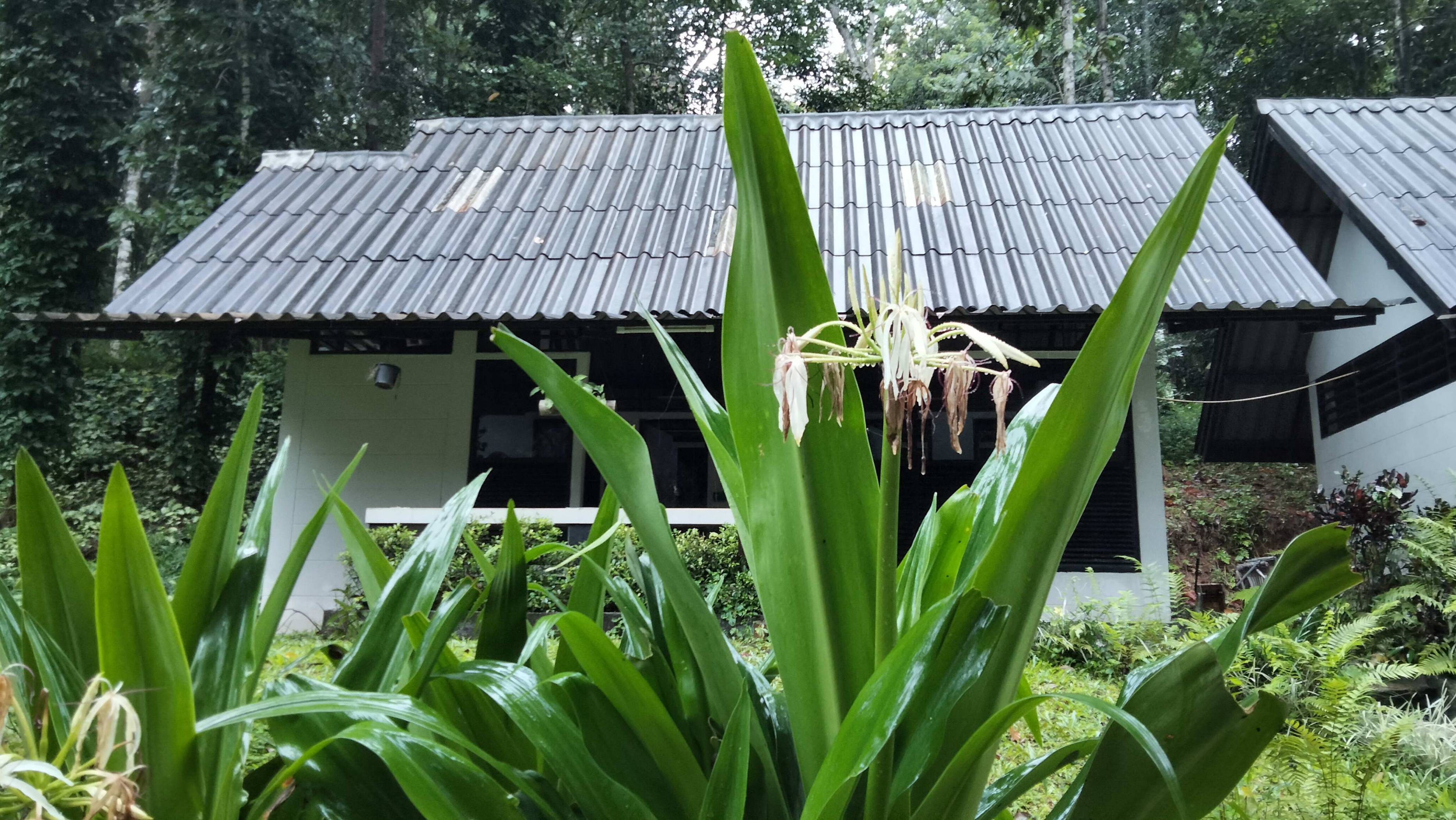 пай. просто водопады таиланда ч.2.1 mok ja waterfall น้ำตกหมอกฟ้า парки. maehong son แม่ฮ่องสอน