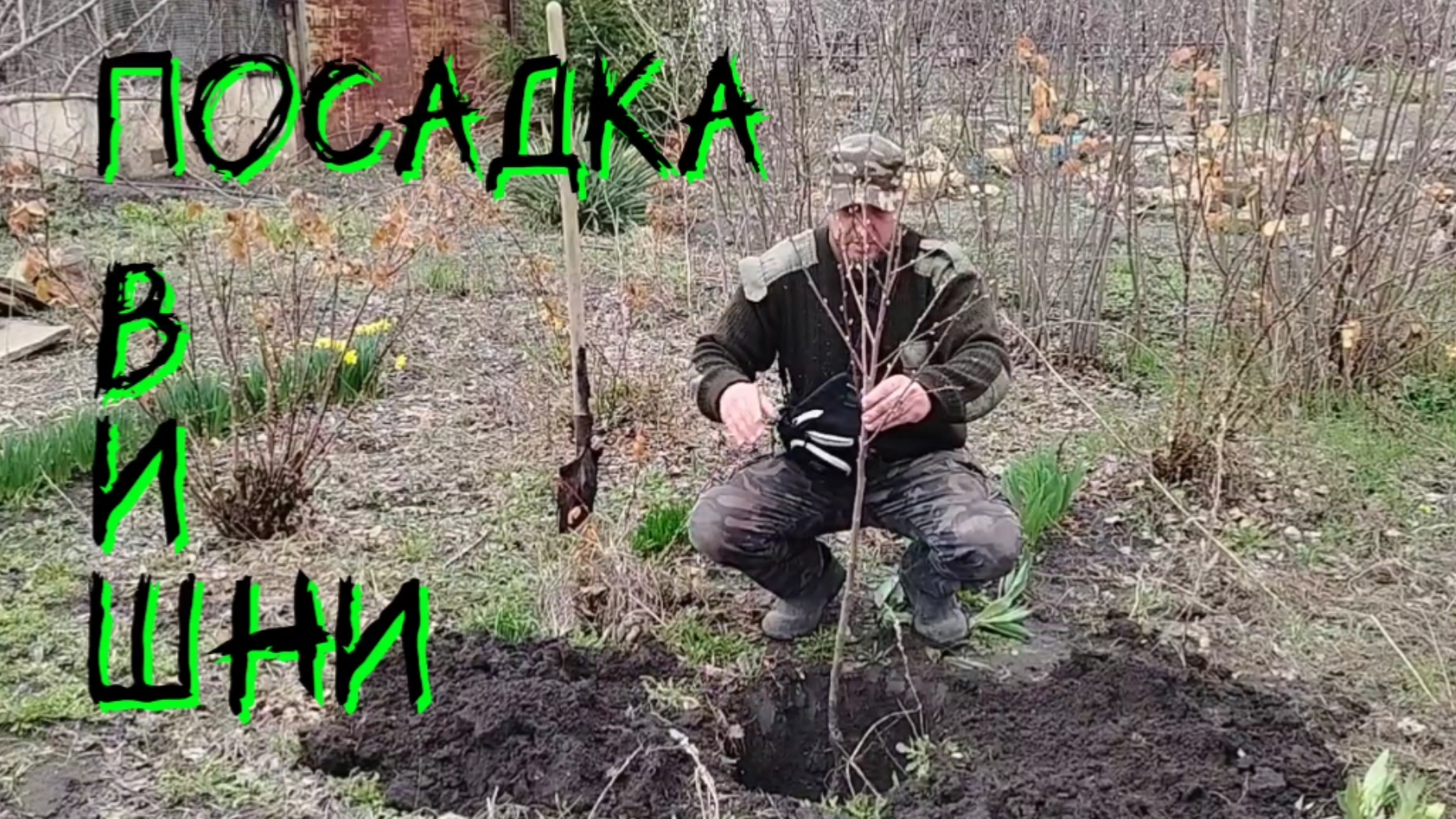 Посадка вишни и смородины