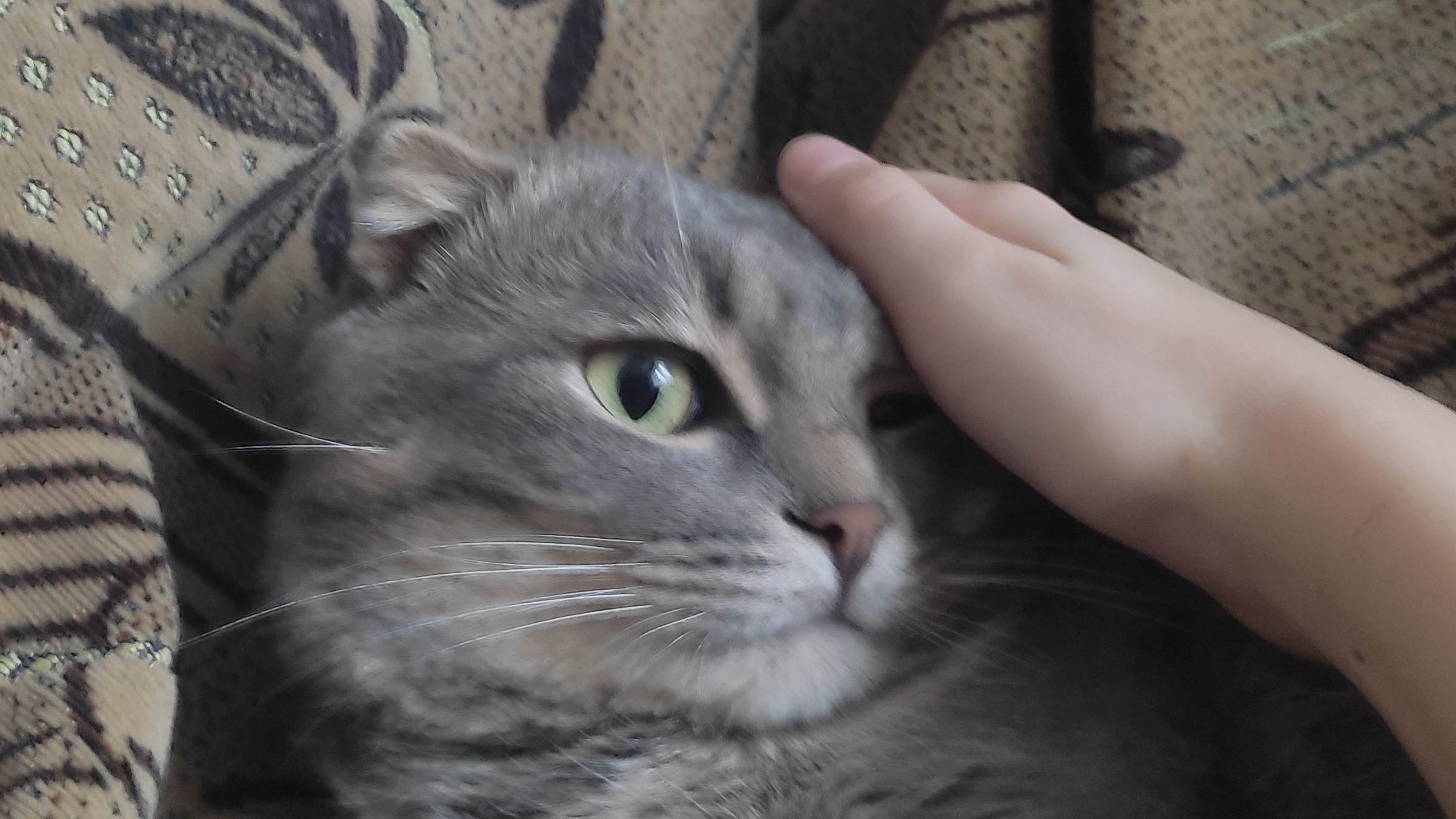 гайд как правильно гладить кота