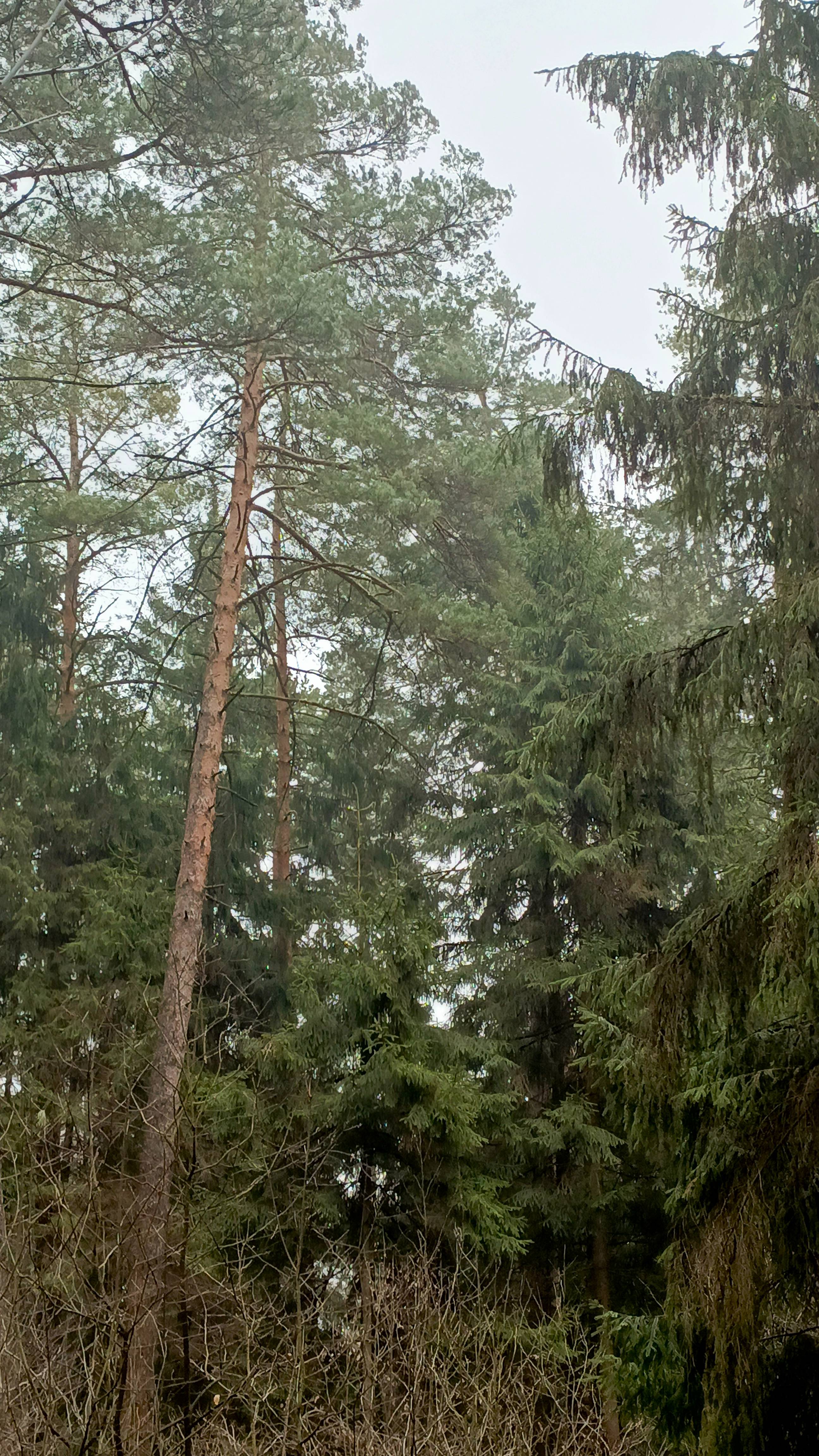 Новая жизнь на пне . Прогулка по лесу .