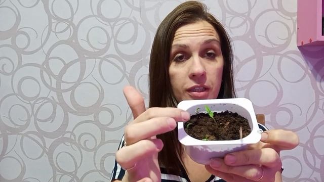 Перец из просроченных семян. Продолжение