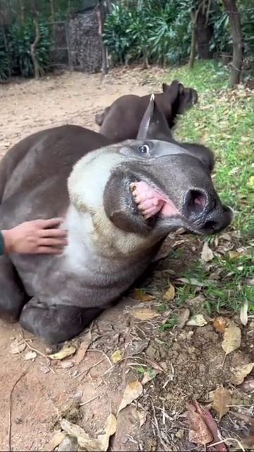 Папин бродяга,мамин симпатяга...