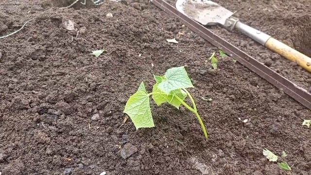 Как посадить огурцы в парник, что положить в лунку, как подвязать огурцы