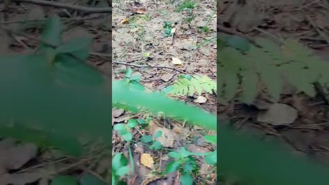 Что за гриб? Определяем