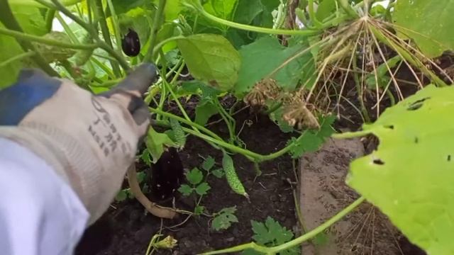 Баклажаны. Мой неудачный опыт