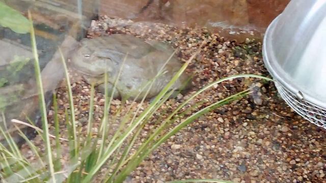 Интересные лягушки игуана и много интересных видов черепах в ботаническом центре красная нива.