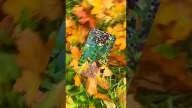 Саксофон октября  золотая осень