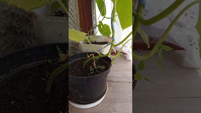 А вы выращиваете огурцы на балконе?