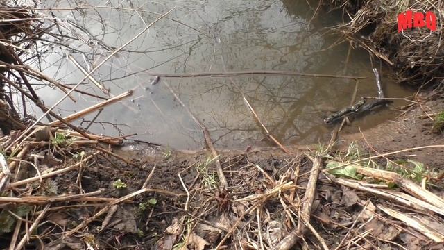 Массовая гибель лягушек на реке Серебрянке: экоцид или результат бесснежной зимы?