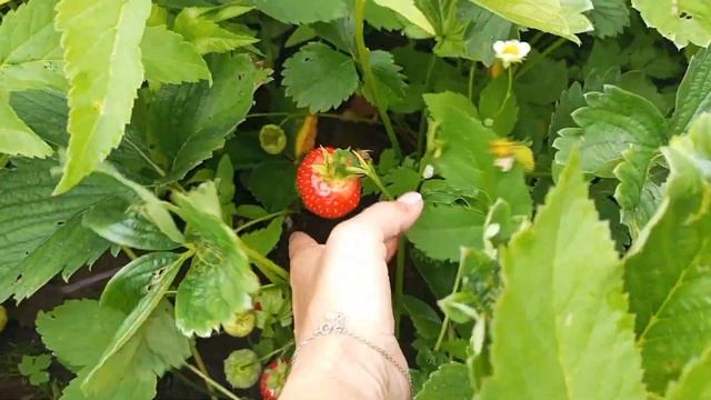 Моя клубника в июле 2023.