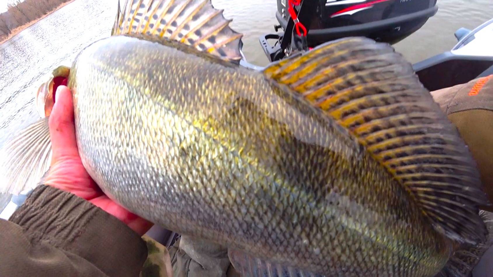 РЫБЫ ТОННЫ - ЛОВЯТ ВСЕ!!! РЫБАЛКА НА СУДАКА ВЕСНОЙ