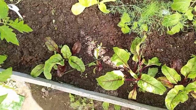 Что растет в моей теплице на 1 июня 2024. Томаты, перцы, баклажан