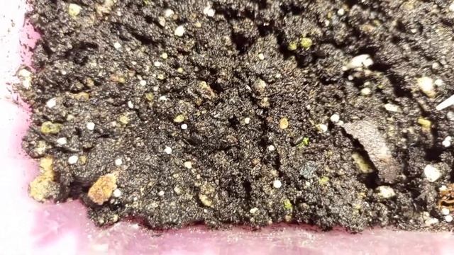 Первые всходы эустомы. 2024г. и мой эксперимент