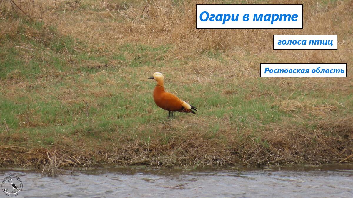 Огари в марте - пара и одинокий самец. Ростовская область, март 2025