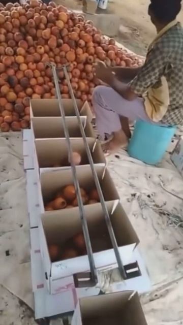 сортировка фруктов