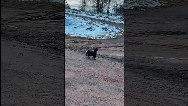 Энергия Пробуждения Весны снег в апреле кот вышел на рыбалку