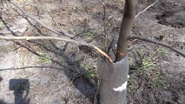 Повреждение Яблони