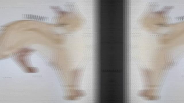 Эдит песчаная буря коты воители (кто следующий)