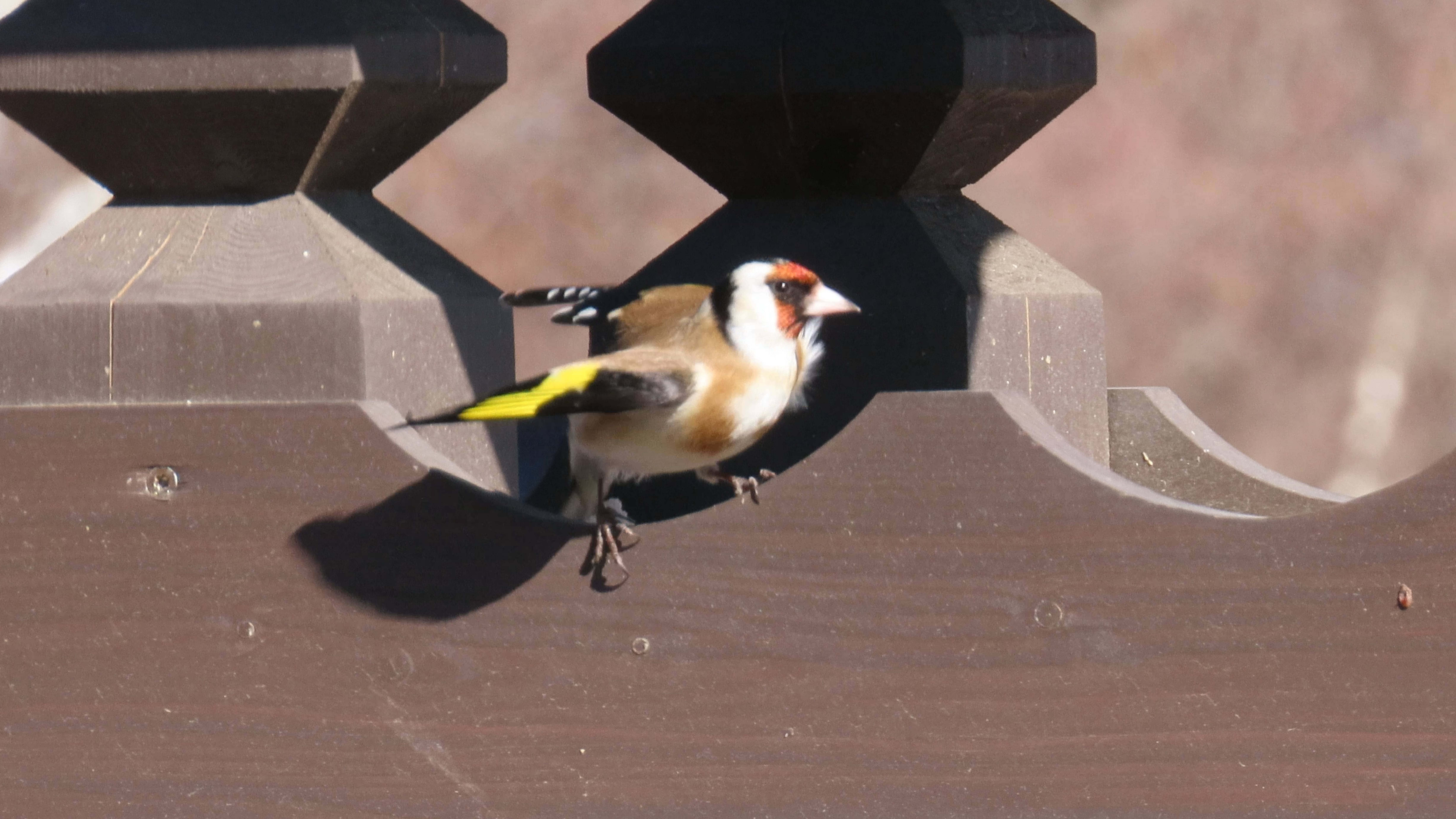 Щеглы_#7, Крылатское, 22 марта 2025