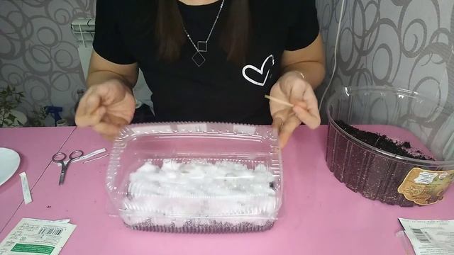 Эустома. Посадка и первые всходы. 2022г.