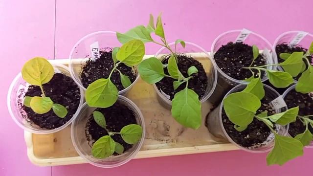 Как развиваются мои баклажаны после монокалий фосфата. 7 апреля 2023