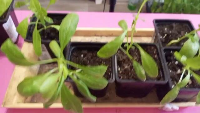 Остеоспермум после черенкования. Трипсы