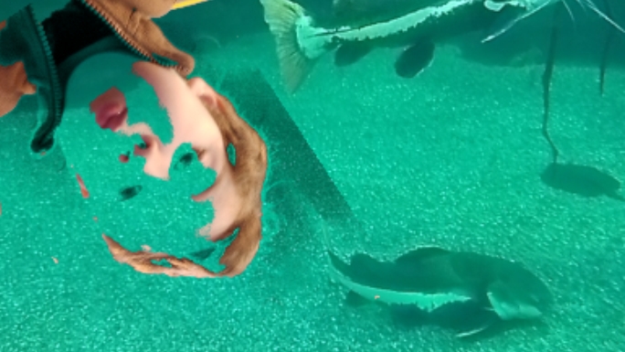 подводный мир мини экскурсия бассейна морей океанов рек и озёр