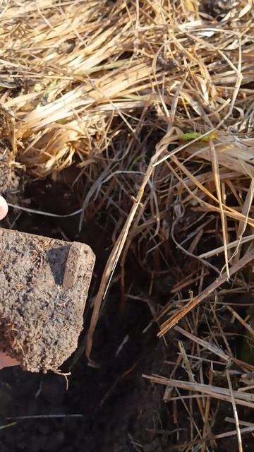 Приятный сюрприз