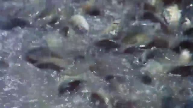 02 Искиткеч балык тоту.