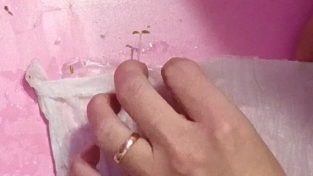 Через 3 дня проклюнулись семена пеларгонии в самокрутках. 9 января 2025