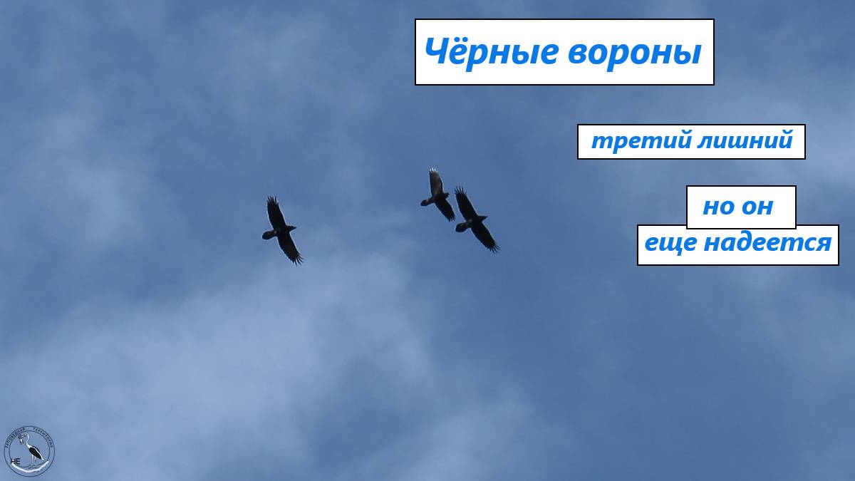 Чёрные вороны - пара птиц и третий лишний. Ворон - воздушный акробат