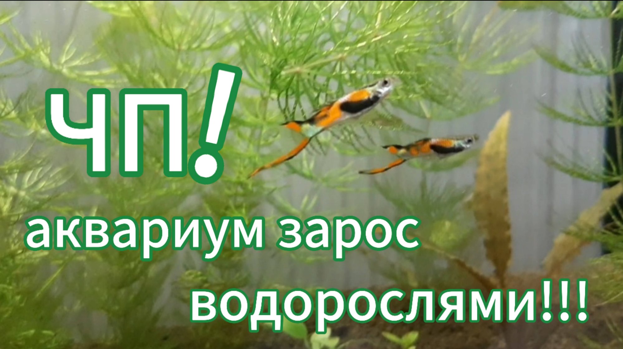 Как избавиться от водорослей в аквариуме?